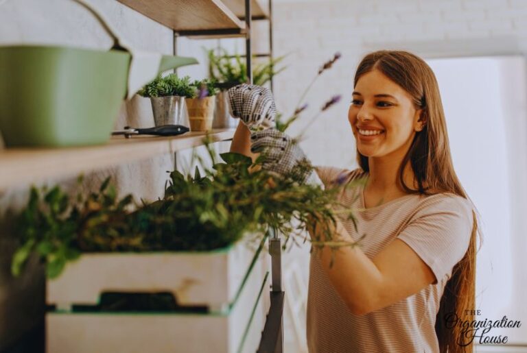 Best Herbs to Grow Indoors - The Organization House